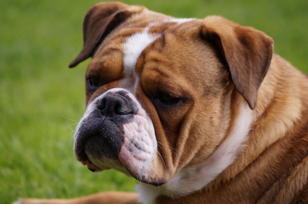 Rasse Continental Bulldog | Allgemeiner Continental Bulldog Club e.V.